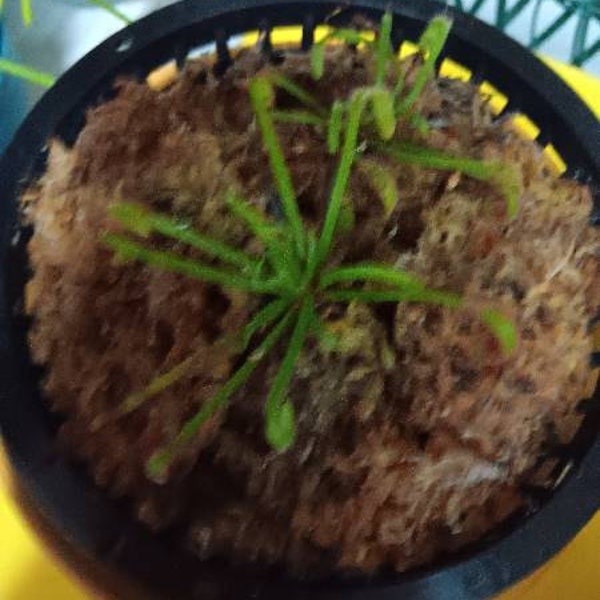 Carnivorous Spoon Leaf Sundew Drosera Spathulata Plant 3 Inch Pot - Etsy