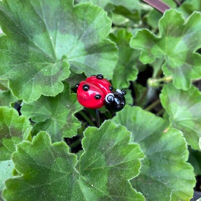 Lady Bug Garden Art Sun Catcher Plant Stake Lampwork Glass Lady Bug - Etsy