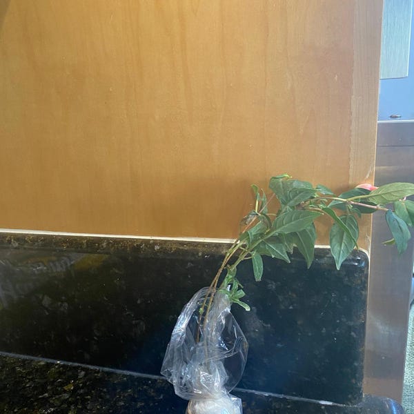 Live Angel Wing Begonia medora Starter Plant USA SELLER - Etsy