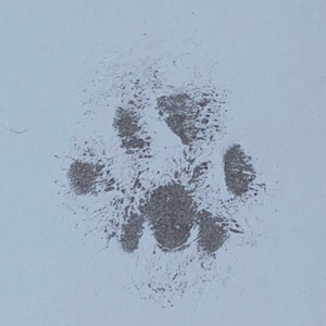 Inkless Pet Paw Print Kit Get High-quality Paw Prints With Zero Ink Non ...