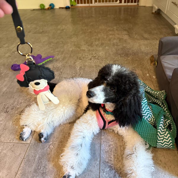 Cute Puddle Toy Puddle Teddy Bear Poodle Keychain Bag Charm Accessary ...