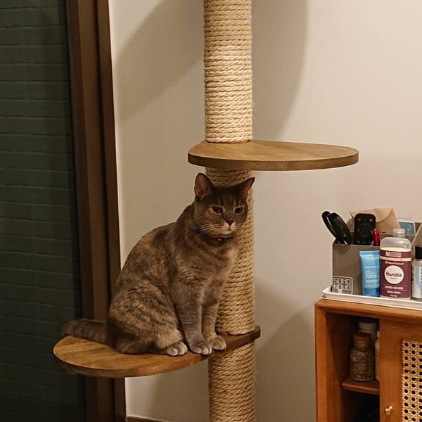 Katzenbaum Basic 3M stabil schwere Basis schön und robust Massivholz ...