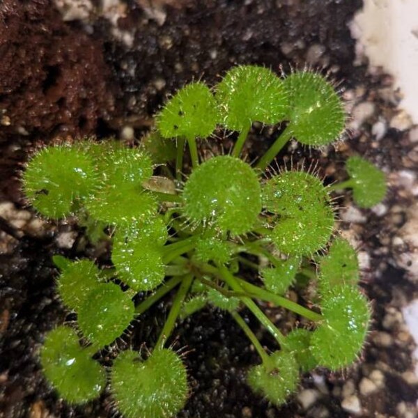 Drosera Prolifera-live Carnivorous Plant- - Etsy