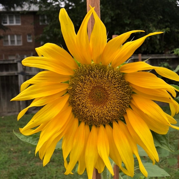 SUNFOREST SUNFLOWER MIX, Grow Fast Growing Sunflower Forest for Your ...