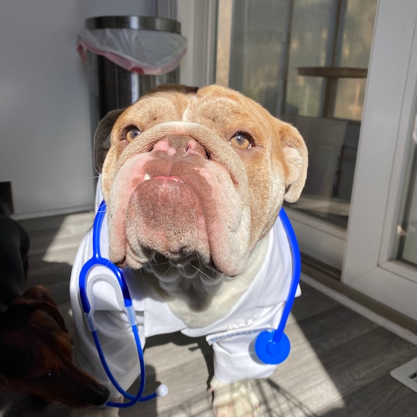 Dog Doctor Lab Coat Costume, Doctor Lab Coat Dog Costume, Pet Doctor ...