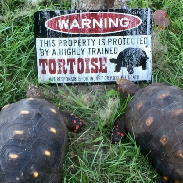 Tortoise Sign,funny Metal Signs,tortoise Gift,tortoise Accessories ...