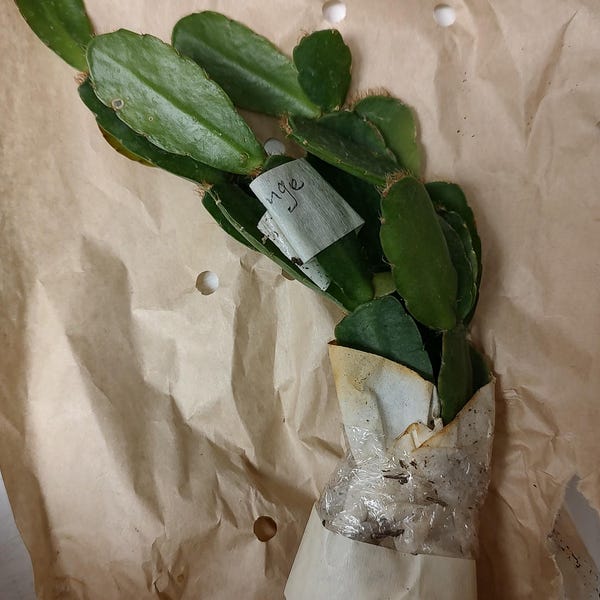 Live Texas Privet/ Ligustrum Japonicum Texanum - Etsy