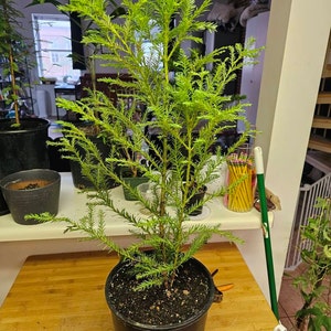 Coast Redwood Tree Seedling Sequoia Sempervirens SMALL - Etsy