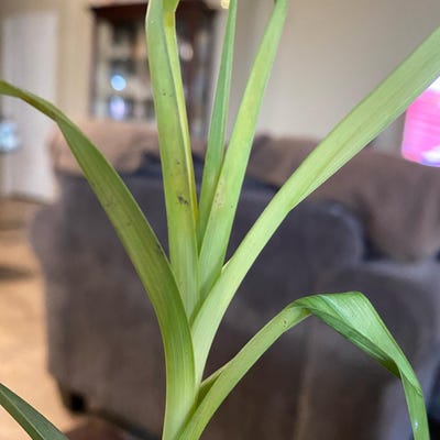 10 Red Custard Apple Seeds, Rare, Exotic and Delicious, Beautiful Fruit ...