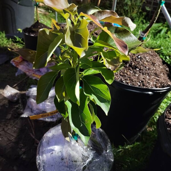 Pina Colada Mango Tree - Live Plant Ships Within a Week!!! No Shipping ...