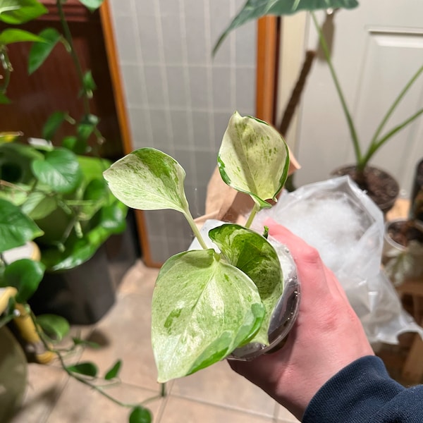 Potho Manjula High Viraigation Rare, Cuttings & Established Plants - Etsy