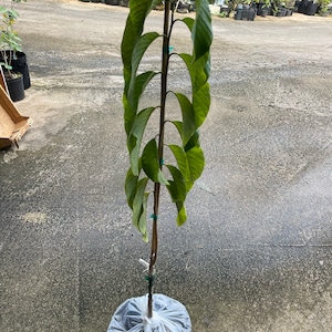 Geffner Atemoya 1 Plant - 2 to 3 Feet Tall - Ship in 3gal Pot - Etsy