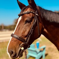 Anatomical Bridle - Verity Bit Lifter for Mouthy / Sensitive Horse ...