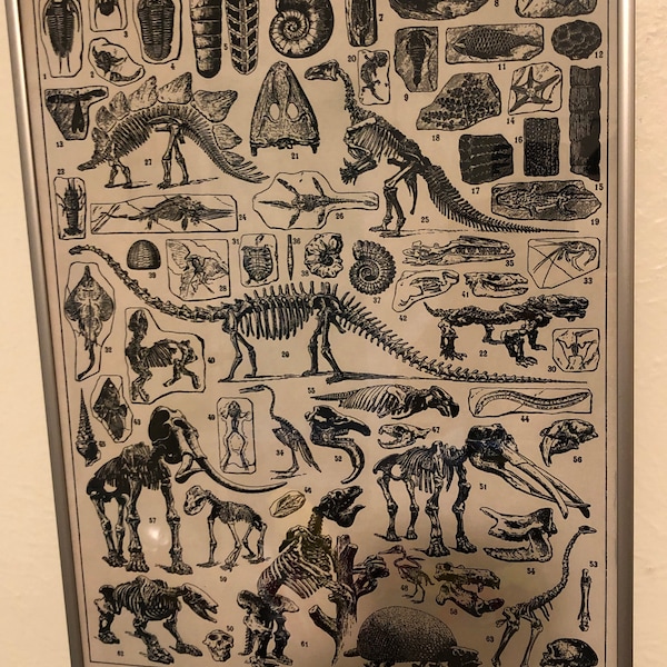 Vintage Paleontology Fossil Chart Print: Adolphe Millot Illustration ...