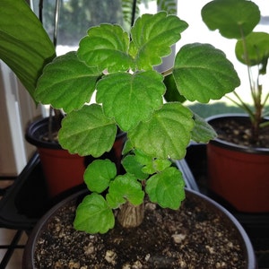 Bonsai Mint Plectranthus Ernstii Caudex | Etsy
