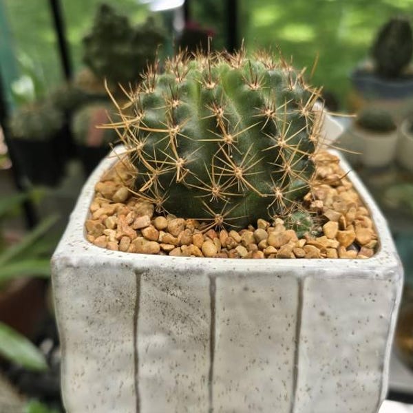 Rebutia Narvaecensis, Fully Rooted Cactus, Clumping Cactus, Native to ...