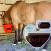 Name Plate Decals | Size 3x6 | Horse Bucket Labels | Vinyl Name Plate ...