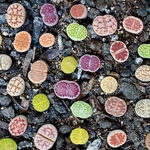 3/5 Rare Lithops Purple Sato's Violet0.4/1.2giant/bulk SALE - Etsy