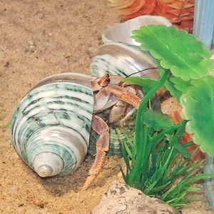 4 Lbs of Large White Seashells gallon / 100 Pcs Vase - Etsy