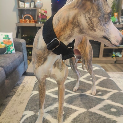 Martingale Collar, Dog Collar, Sighthound Collar, Galgo Collar ...