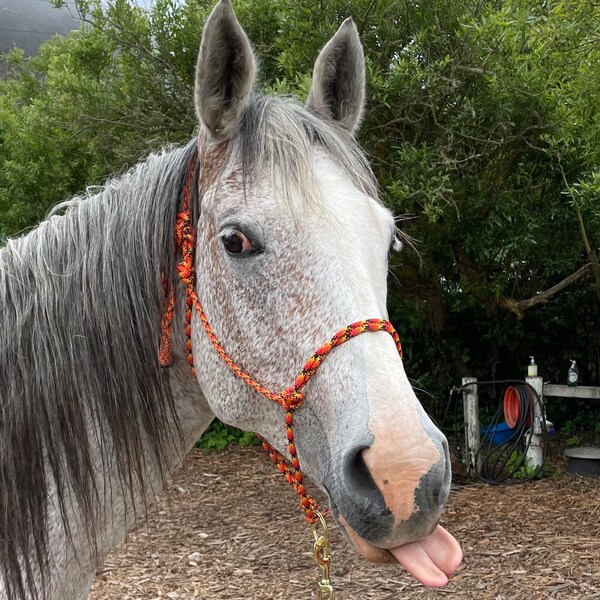 18ft Driving Line Black Horse Rope Lunge Line Gift for Horse Owner ...