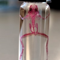 Tiny Diaphonized Frog Specimen - Etsy