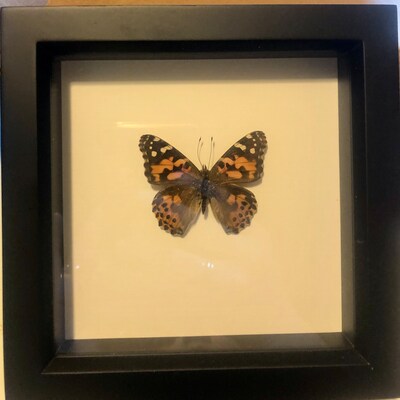 Framed Lanternfly Insect Display Pyrops Pyrorhyncha 6x6 - Etsy