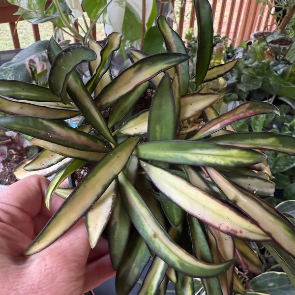 Hoya Parviflora Splash in 4.5”pots - Rare Hoya - Wax Plant - Attractive ...