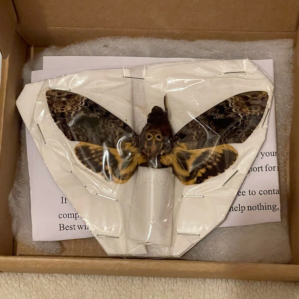 2 Real Death Head Moth Acherontia Spread Mounted Skull Moth Silence ...