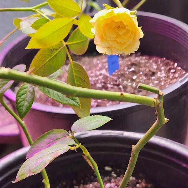 Princess Sakura. 樱花公主 Japanese Rose.continue Blooming. Disease ...