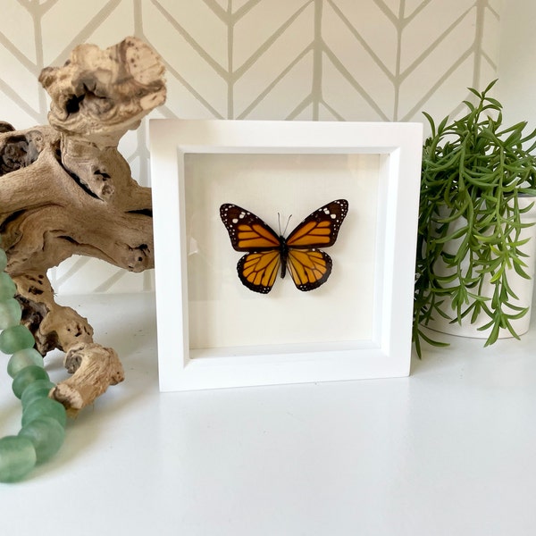 Real Framed Butterfly Monarch Butterfly Display 6x6 - Etsy