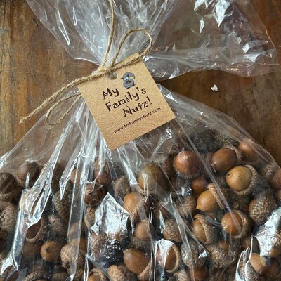 JUMBO Acorns Real Acorns Extra Large Real Acorns Natural Acorns Large ...