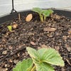 2 Raspberry Plants Joan J - Completely Thornless, Everbearing, High ...