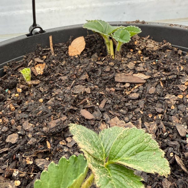 12-100 Evie-2 Everbearing Strawberry Plants-flavorful, High-yielding ...