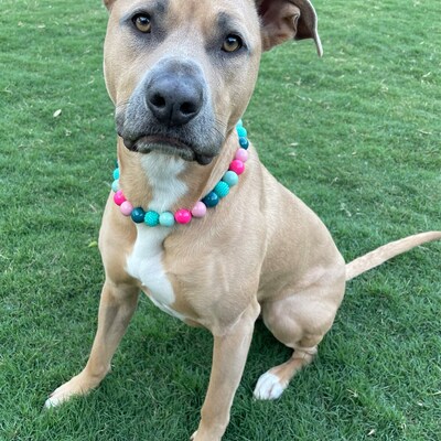 Flamingo Floaty Pool Party Beaded Dog Collar, Collar, Dog Collar, Dog ...