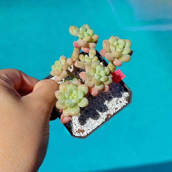 Mix Rare Live Succulent Plants Advanced Level Blind Box, 2-3.5" Random ...