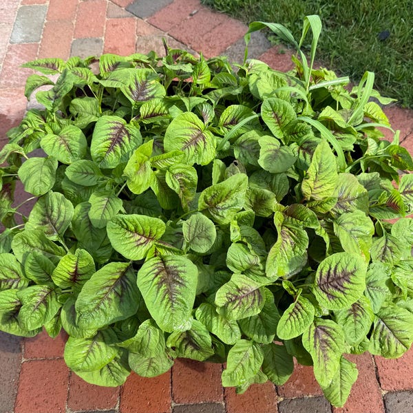 Red Stripe Leaf Amaranth Seeds – Easy to Grow, High Yield, Heirloom ...