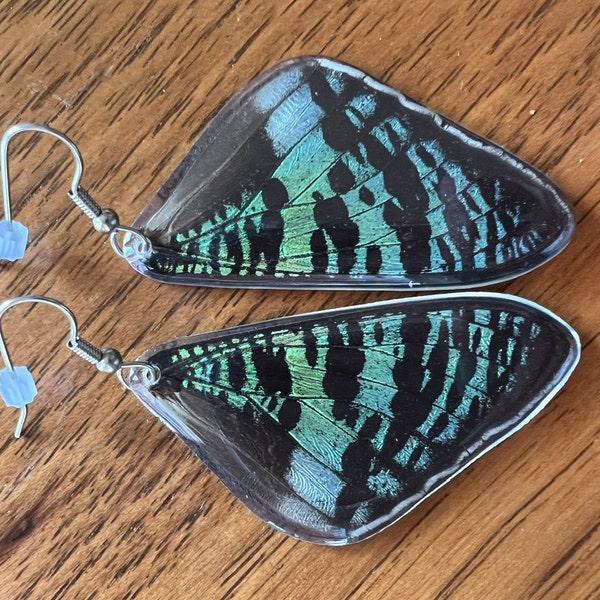 Real Butterfly Wings Earrings | Green Sunset Moth Wing Earrings | Green ...