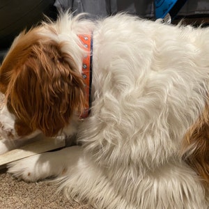 Banjo Dog Collar Harness or Leash With Personalized Engraved - Etsy