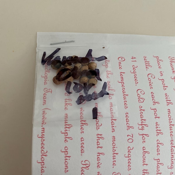 Awanui Yoshino Japanese Flowering Cherry Tree (prunus Yeodensis 'awani ...