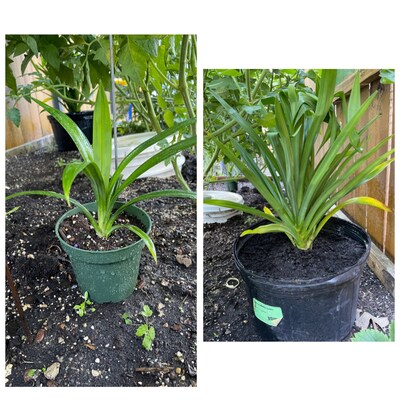 Fresh Whole Burdock Root Gobo Root - Etsy