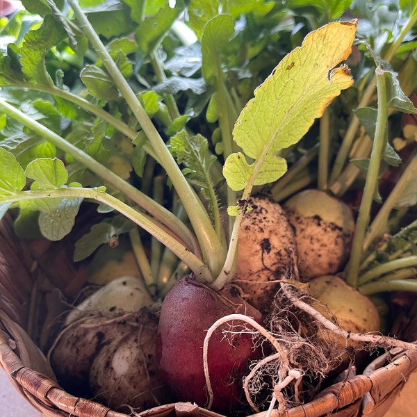 Rainbow Radish Mix, 250 Seeds, Crazy Colors, Classic Heirlooms, Plant ...