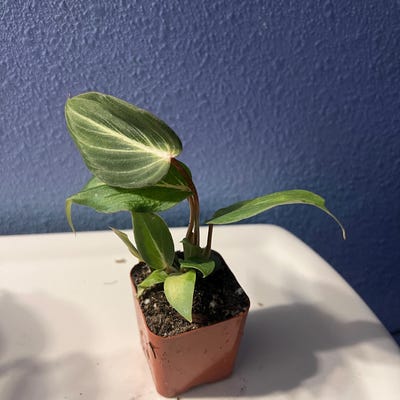 Philodendron Zebra Gloriosum Starter Plant ALL STARTER PLANTS Require ...