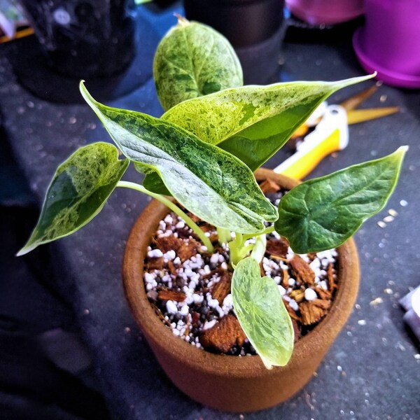 Philodendron 69686 Starter Plant (ALL STARTER PLANTS Require You to ...