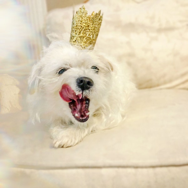 Pet Birthday Crown Gold Lace Crown for Dogs and Cats Lola Pet Crown ...