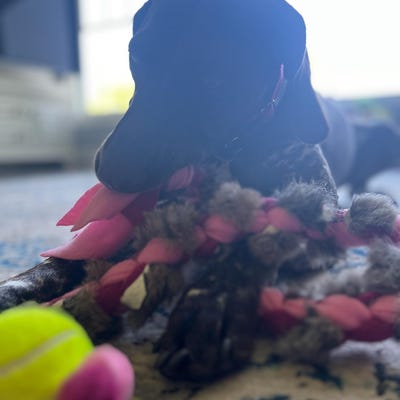 Bold and Bright Ring Lead With Tug Agility Lead-barn Hunt Lead Fyball ...