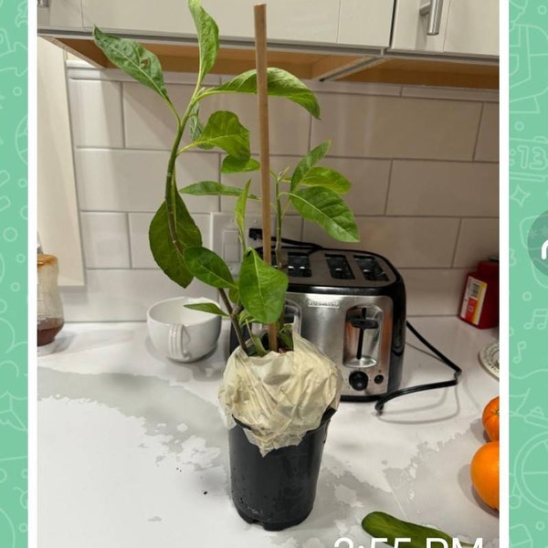 Kalanchoe Pinata Bryophyllum Pinnatum Miracle Leaf Leaf of Life 만손초 ...