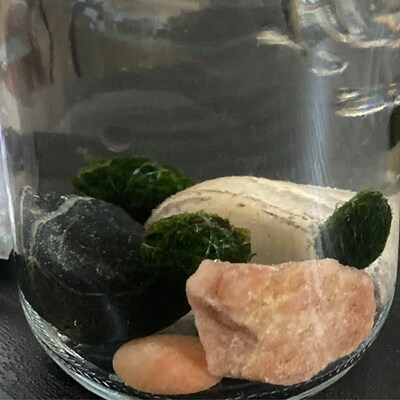 Java Moss Ball Nano Packs Live Aquarium Plant for Terrariums ...