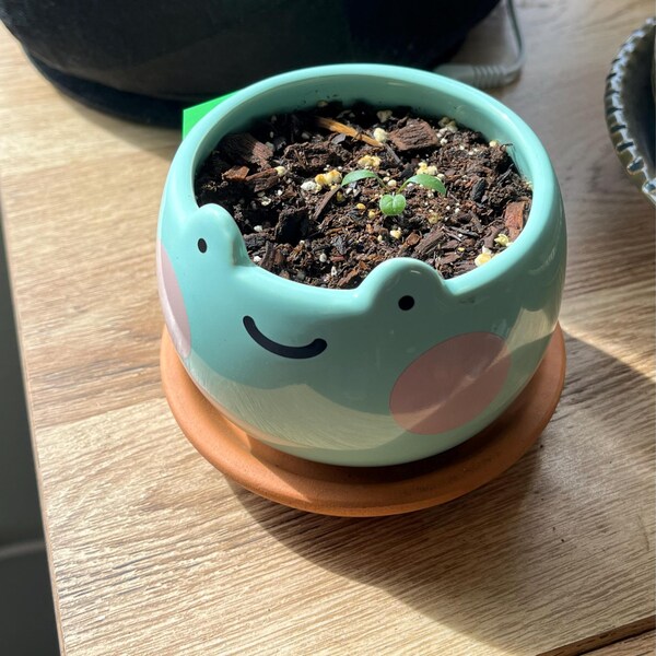 Sacred Fig Tree Seeds | Bodhi Tree Seeds | Pippala Tree Seeds | Peepal ...