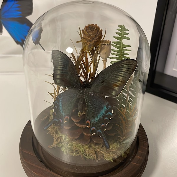 6 Random Real Butterfly Specimens, Handmade Wings Spread Butterfly ...